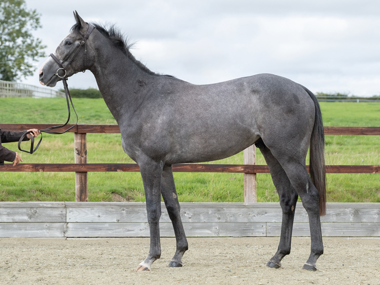 Elite Syndicates | Buy A Share